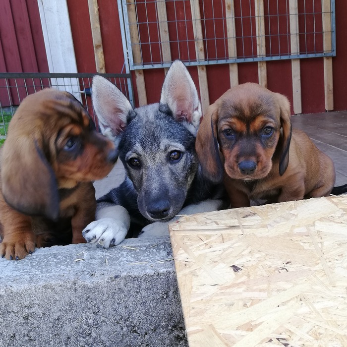 Valpar :: Mellomskogenskennel